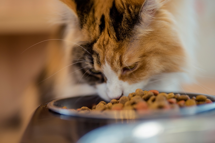 Het beste kattenvoer | Consumentenbond